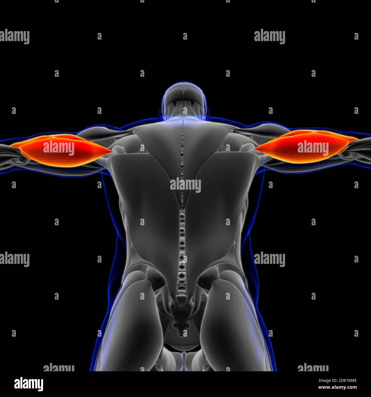 Le muscle est un tissu mou, les cellules musculaires contiennent des ...