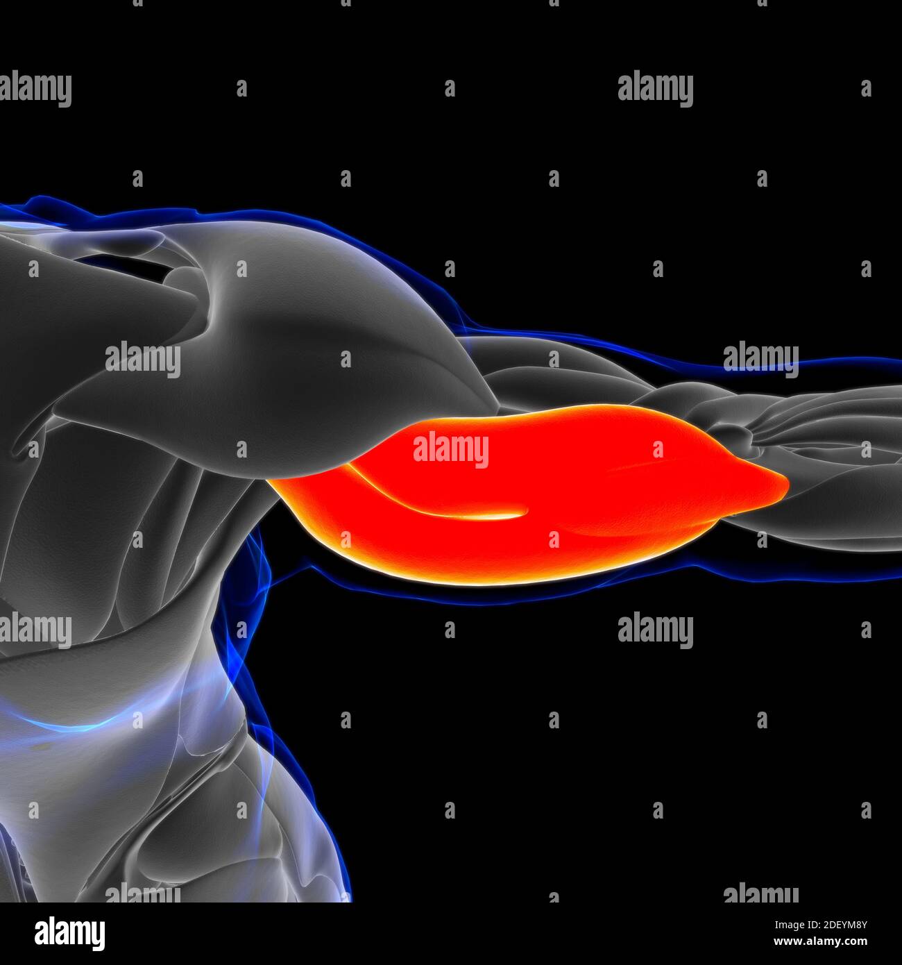 Le muscle est un tissu mou, les cellules musculaires contiennent des ...