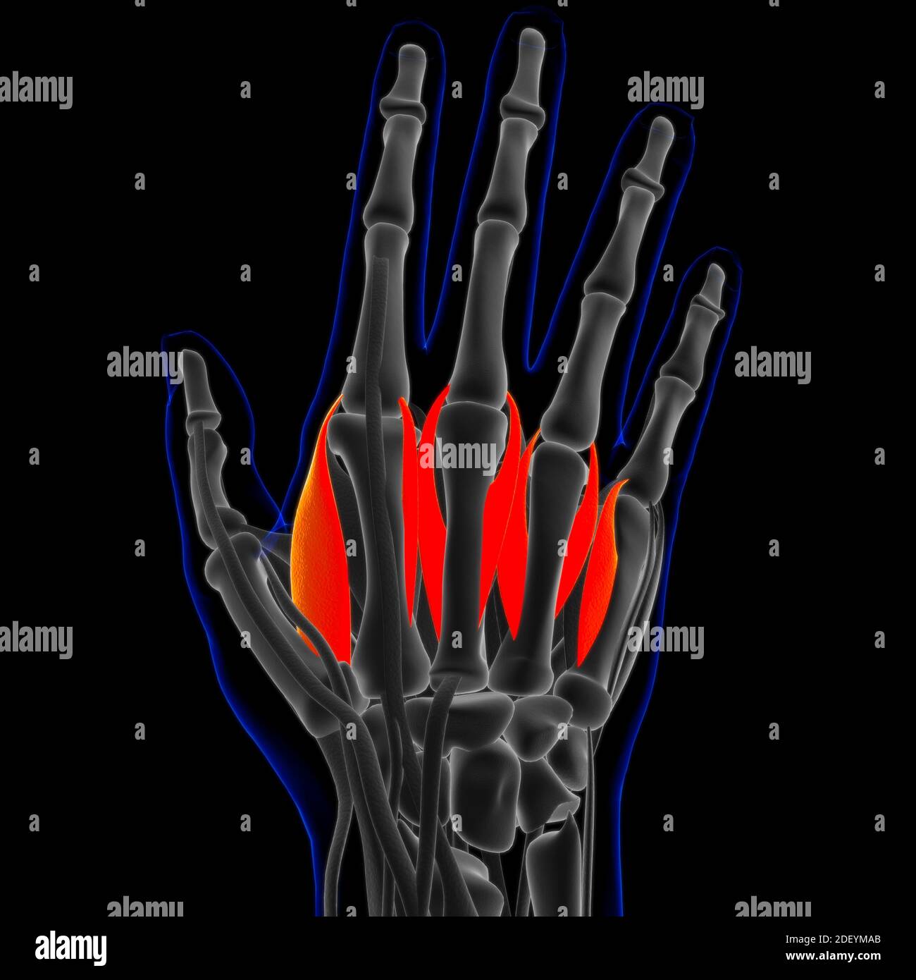 Le muscle est un tissu mou, les cellules musculaires contiennent des ...