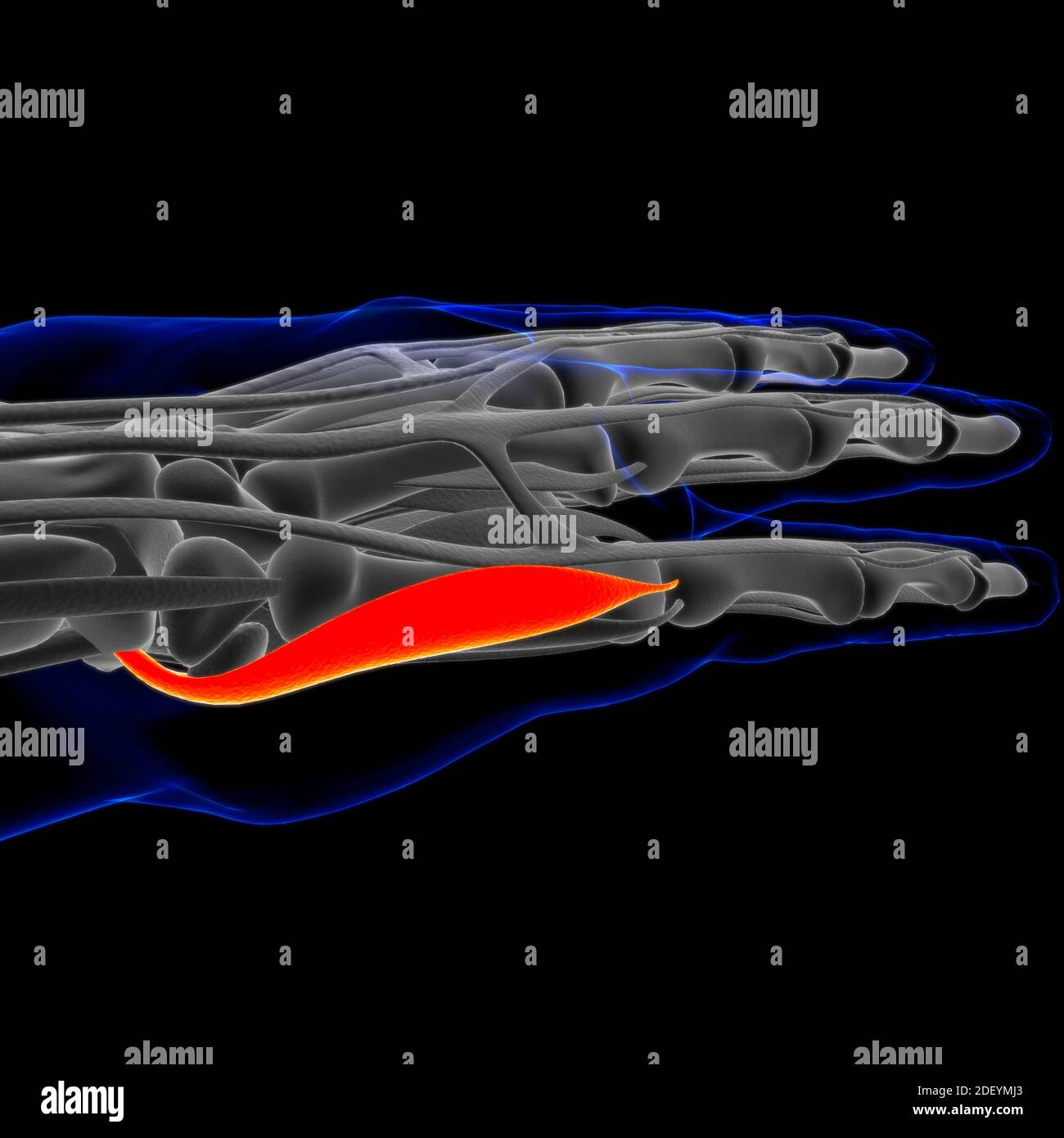Muscle adducteur du pouce Banque de photographies et d’images à haute ...