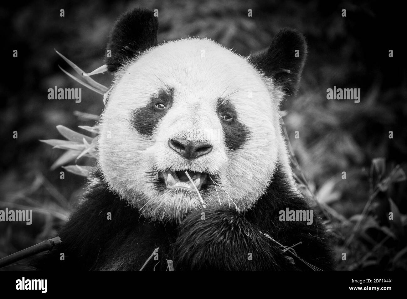 Panda géante - Pandas geants au ZooParc de Beauval à Saint-Aignan-sur ...