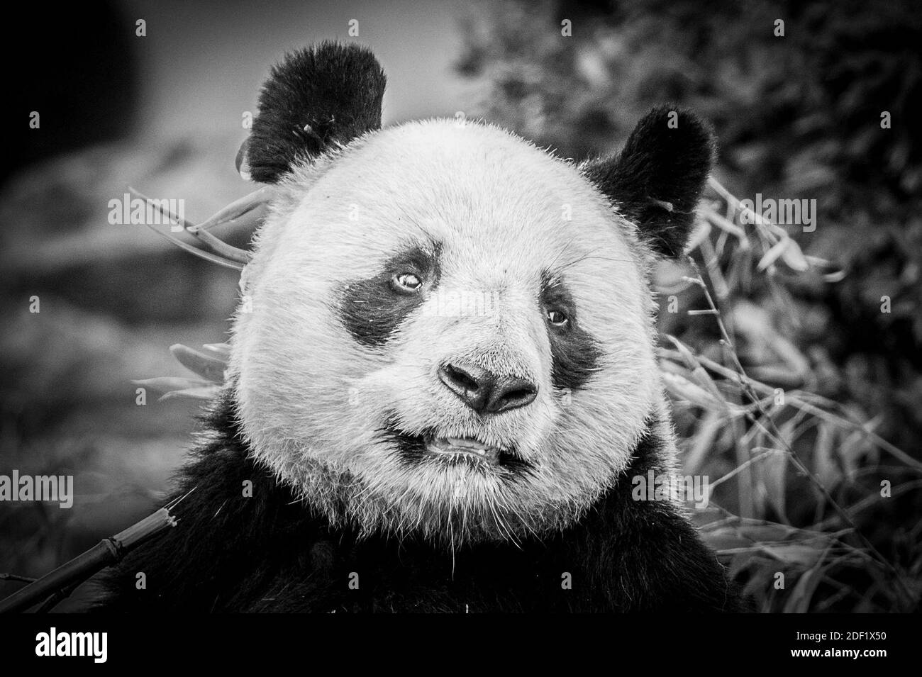 Panda géant Banque d'images noir et blanc - Page 2 - Alamy