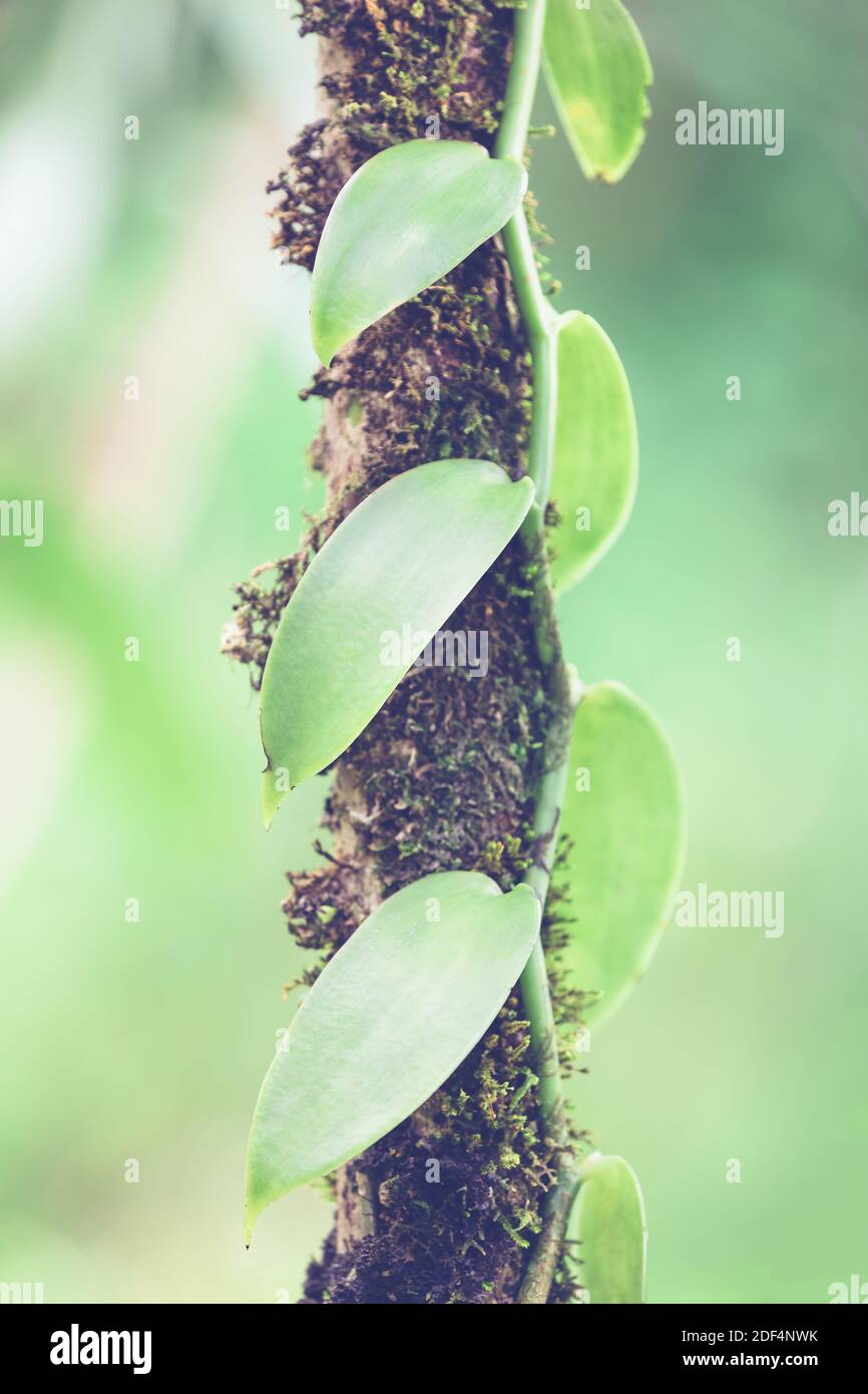 Vanilla planifolia plants Banque de photographies et d’images à haute ...