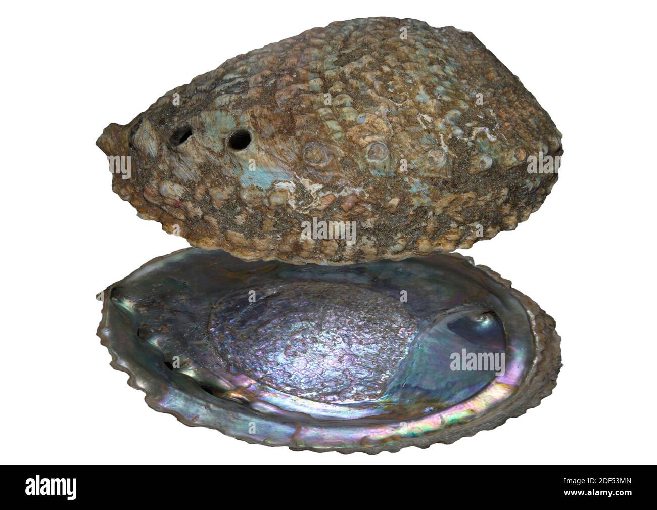 Abalone shells Banque de photographies et d’images à haute résolution ...