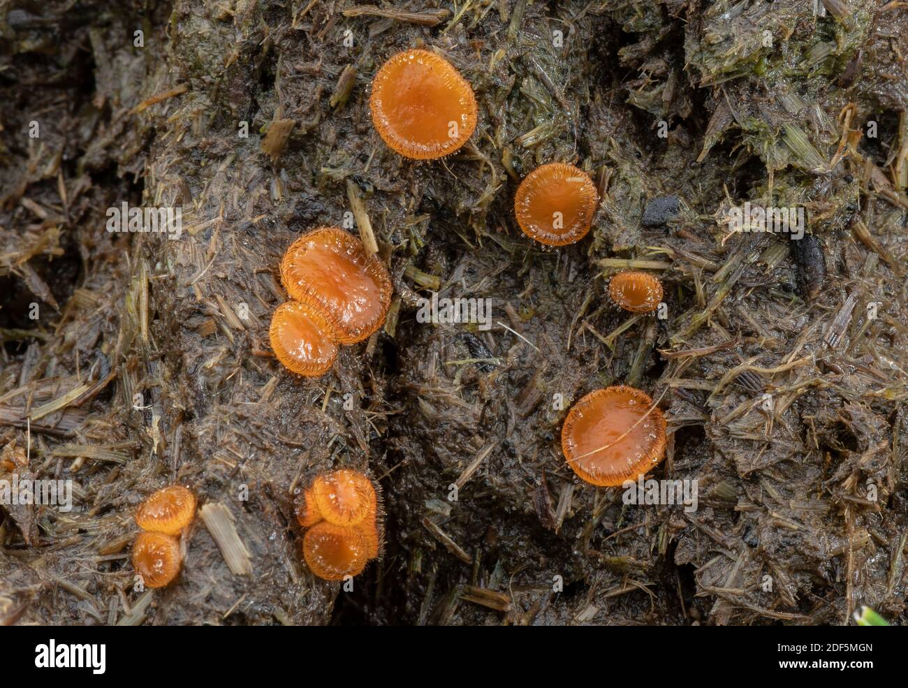 Champignon coprophile Banque de photographies et d’images à haute ...