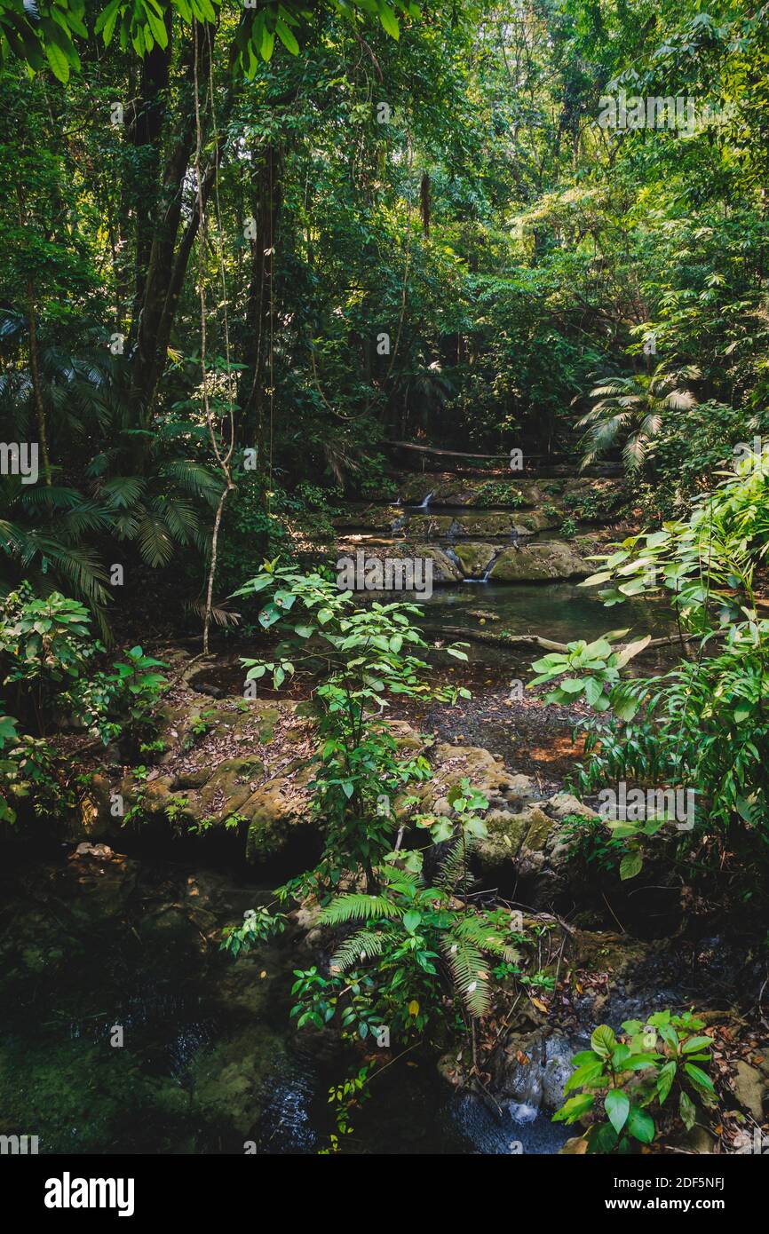 Parque nacional palenque Banque de photographies et d’images à haute résolution - Alamy