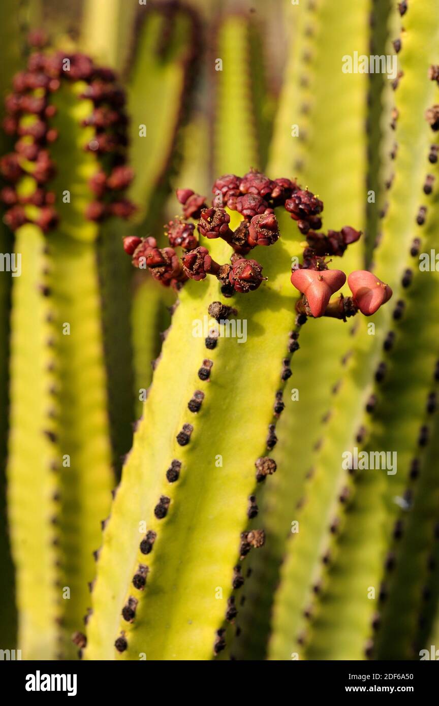 Canary islands fruit Banque de photographies et d’images à haute ...
