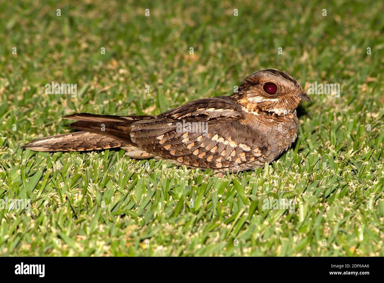 Plumage Cryptique Banque d'image et photos - Alamy