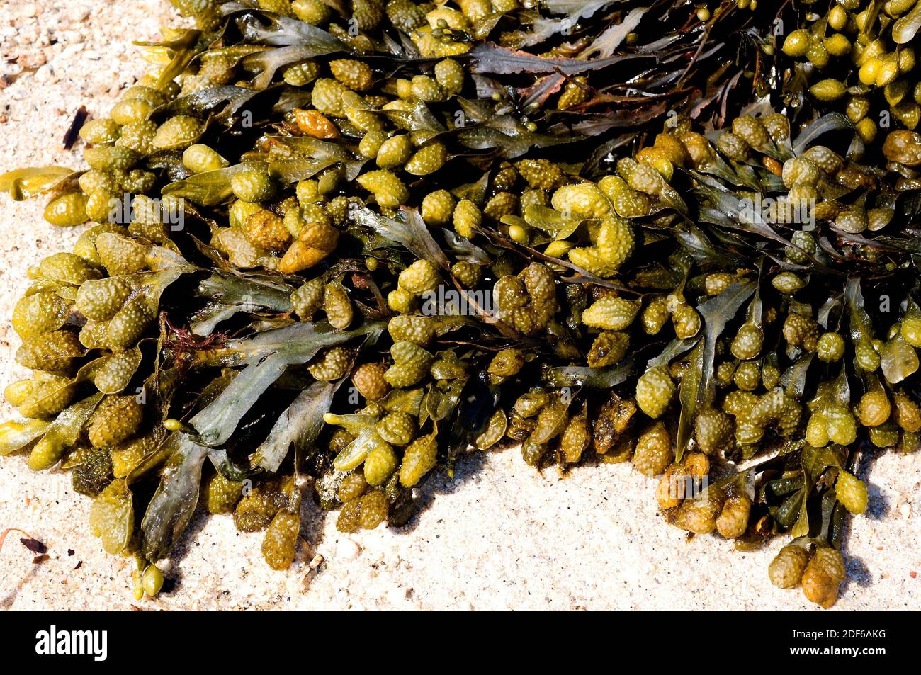 Algue brune phaeophyceae Banque de photographies et d’images à haute résolution - Alamy