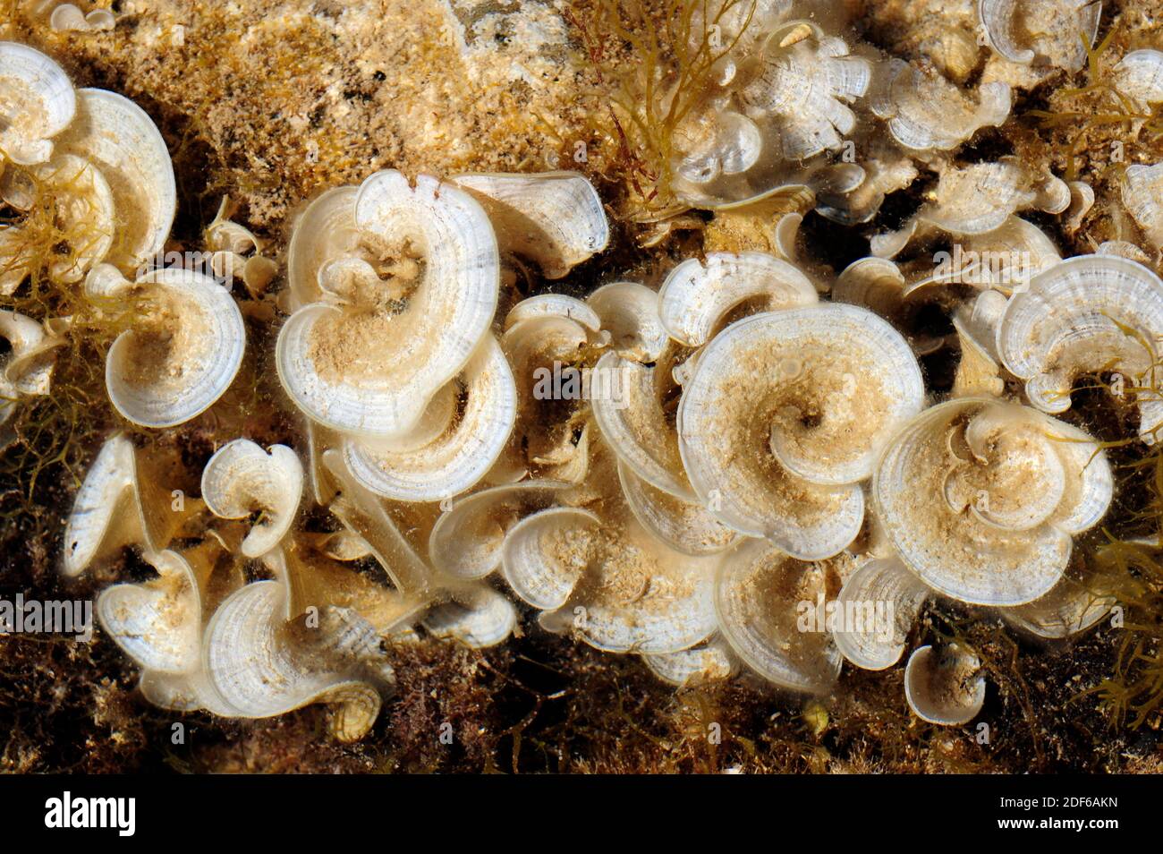 Algues padina pavonica queue de paon Banque de photographies et d ...