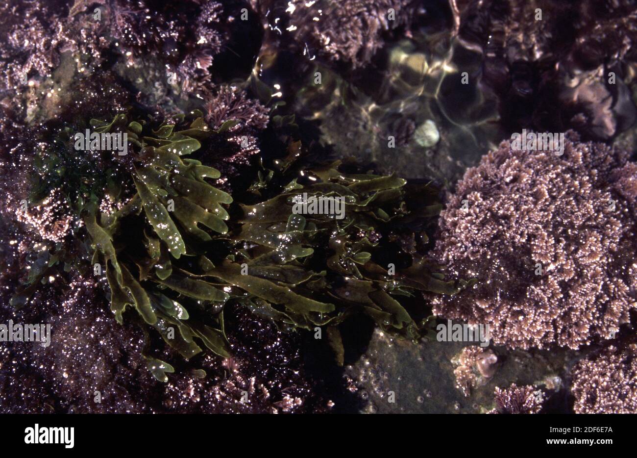 Brown alga Banque de photographies et d’images à haute résolution - Alamy
