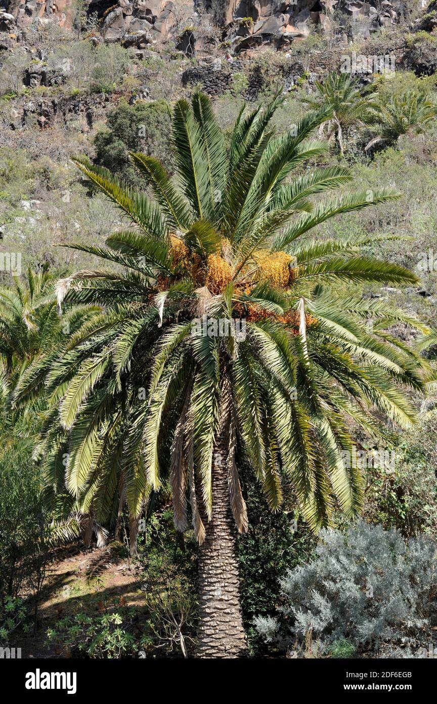 Palma ou palmera canaria (Phoenix canariensis) est une plante endémique ...