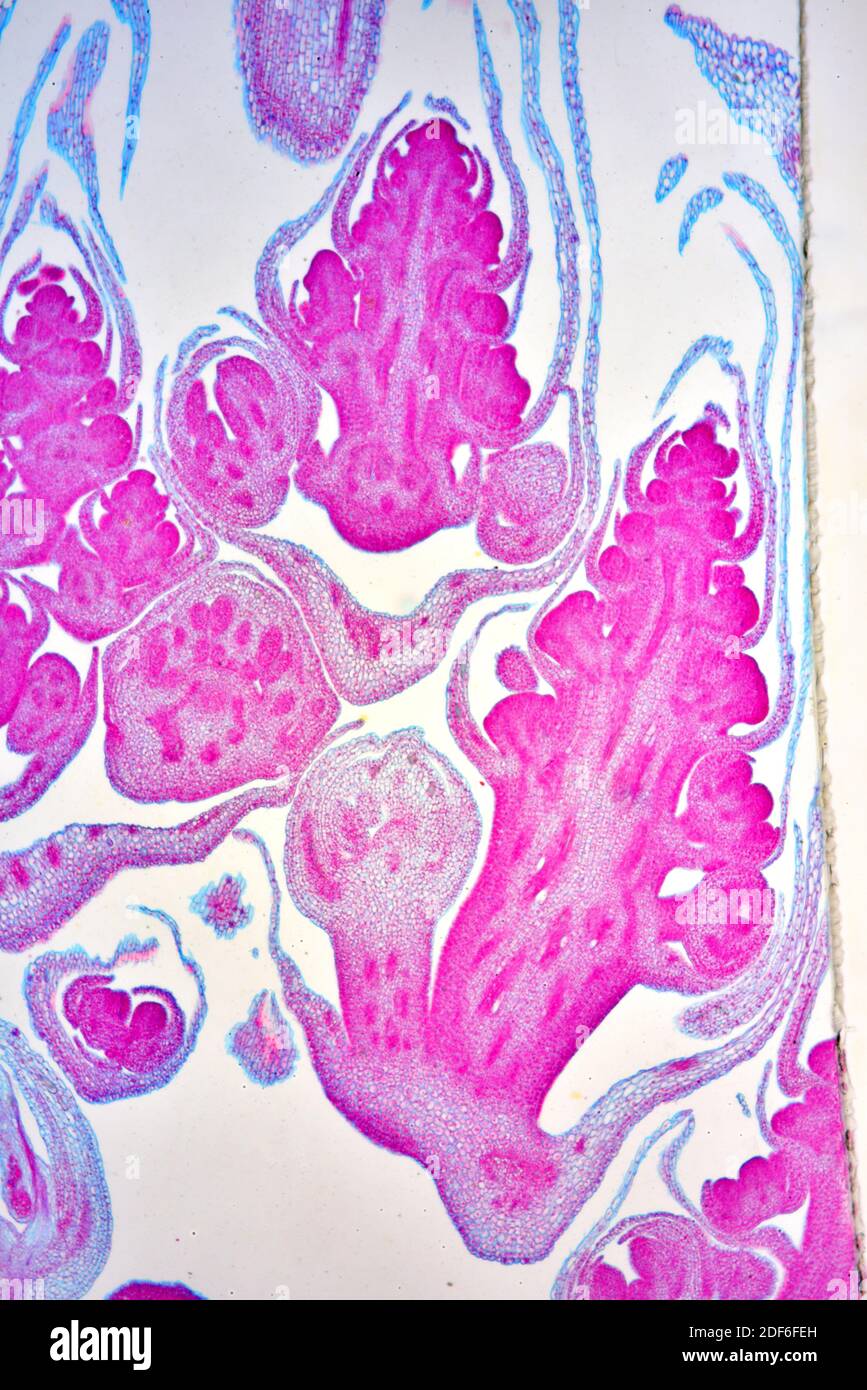 Cellule apicale Banque de photographies et d’images à haute résolution ...