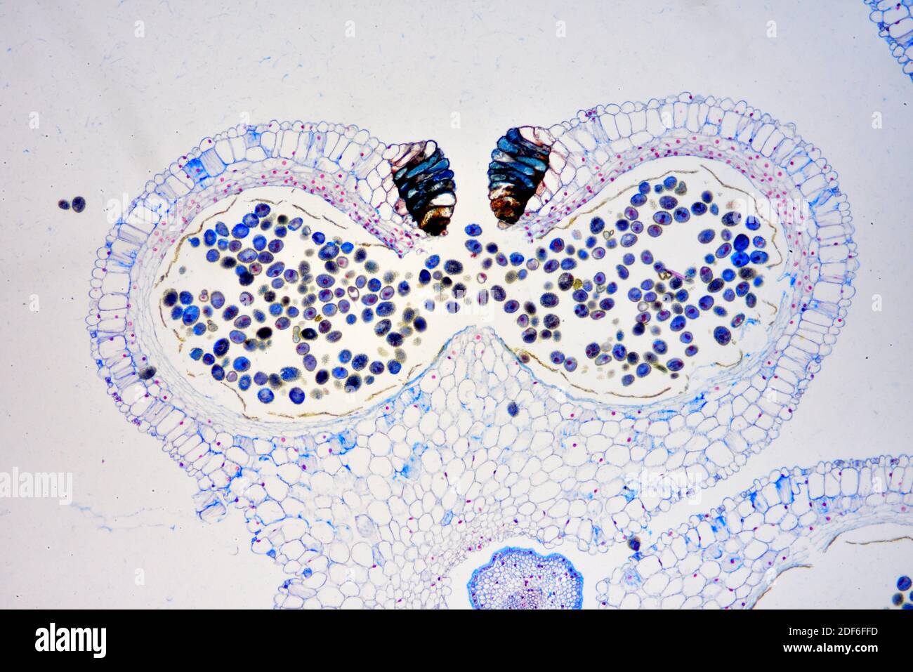 Lilium anther cross section Banque de photographies et d’images à haute ...