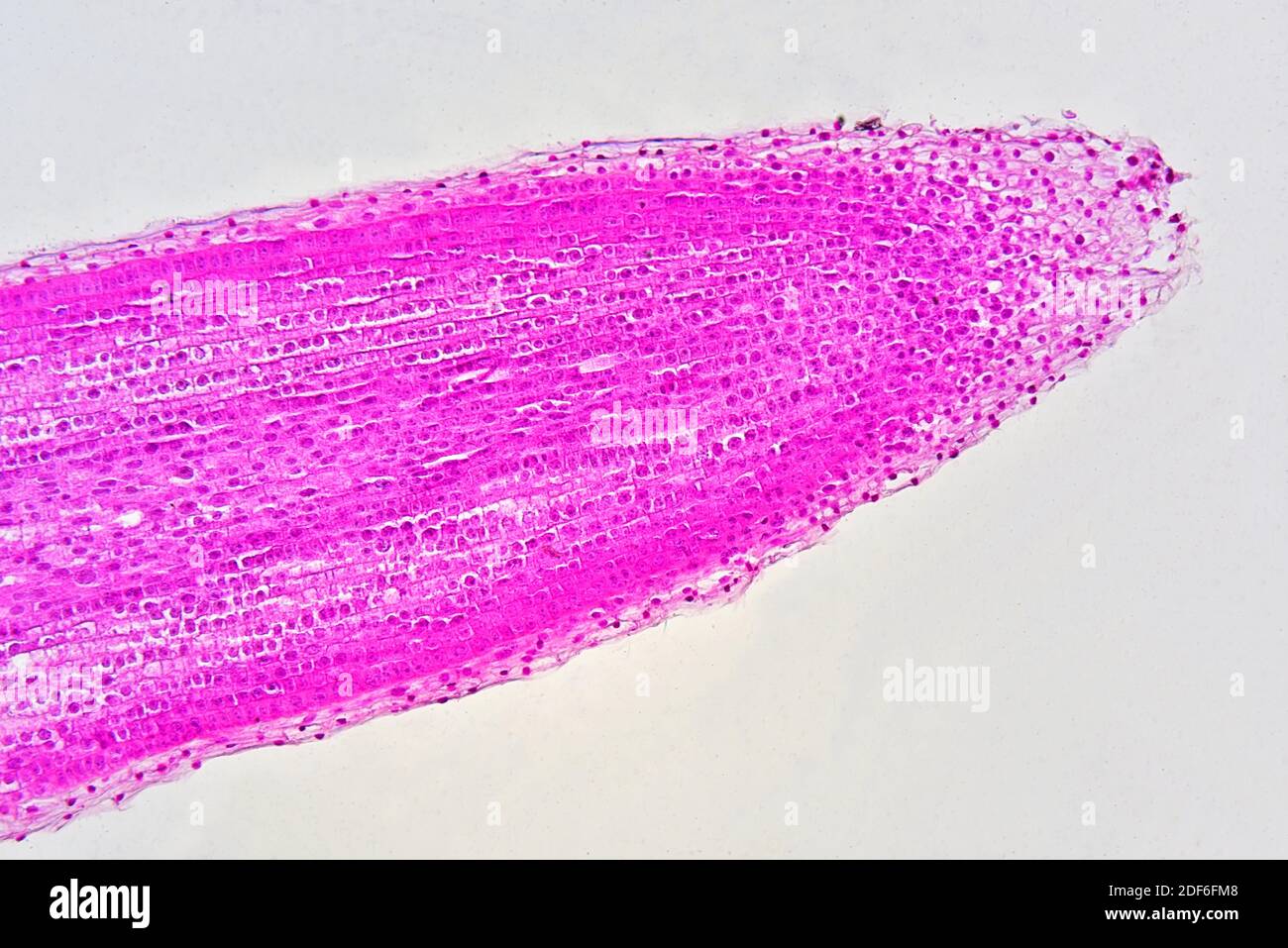 Shoot Meristem Banque d'image et photos - Alamy