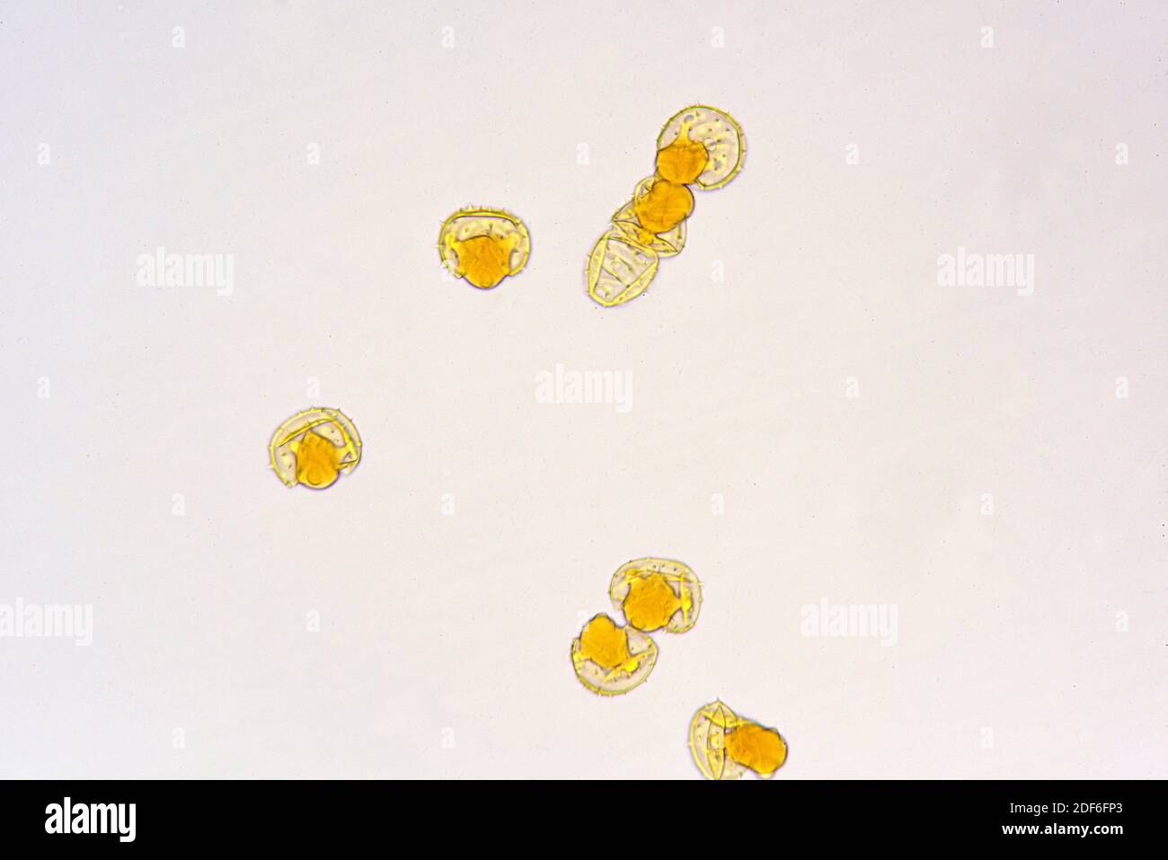 Pollen microscope Banque de photographies et d’images à haute ...