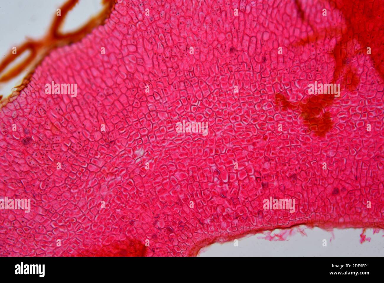 Microscope optique cellule Banque de photographies et d’images à haute ...