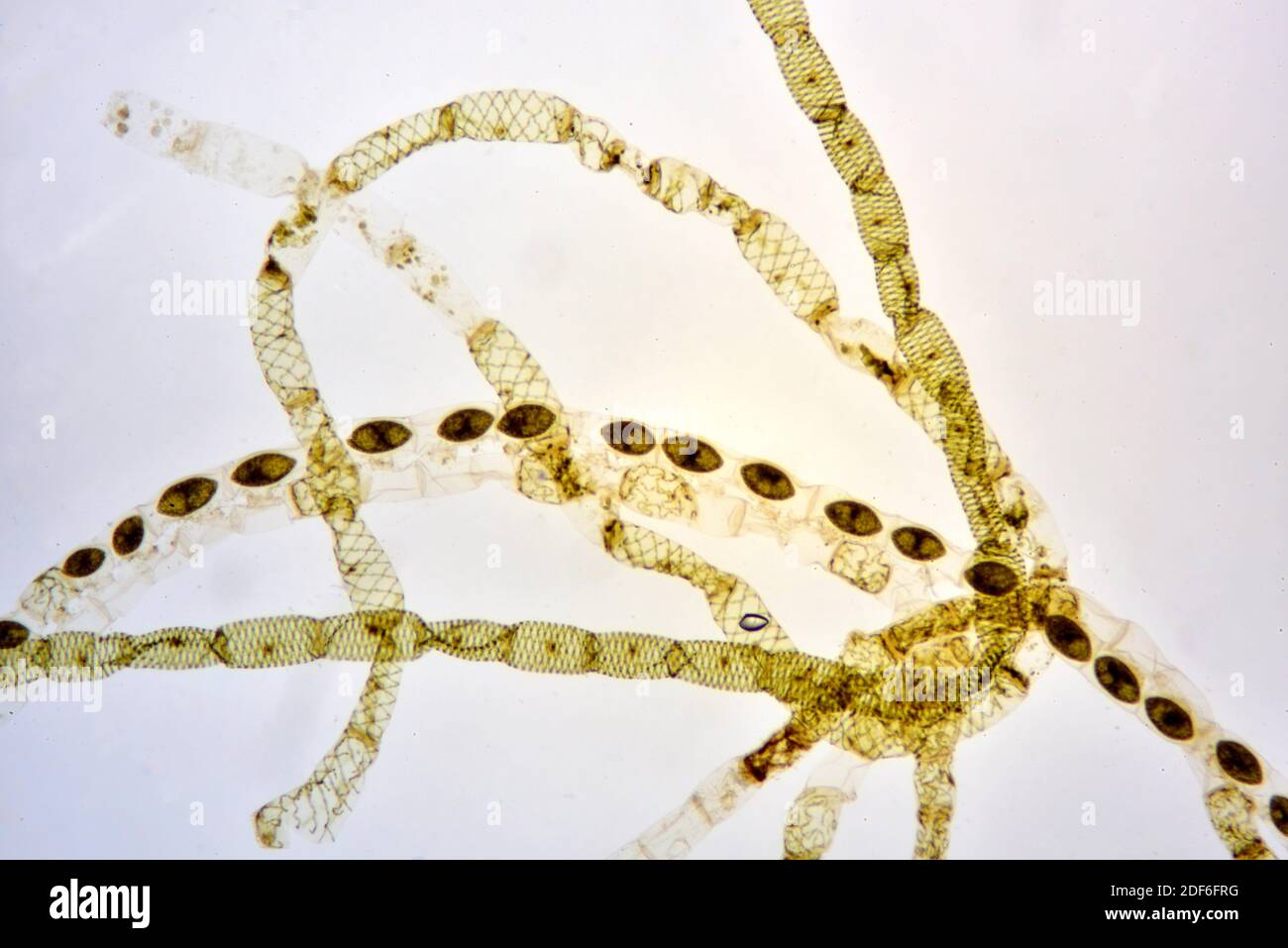 Spirogyra sp Banque de photographies et d’images à haute résolution - Alamy