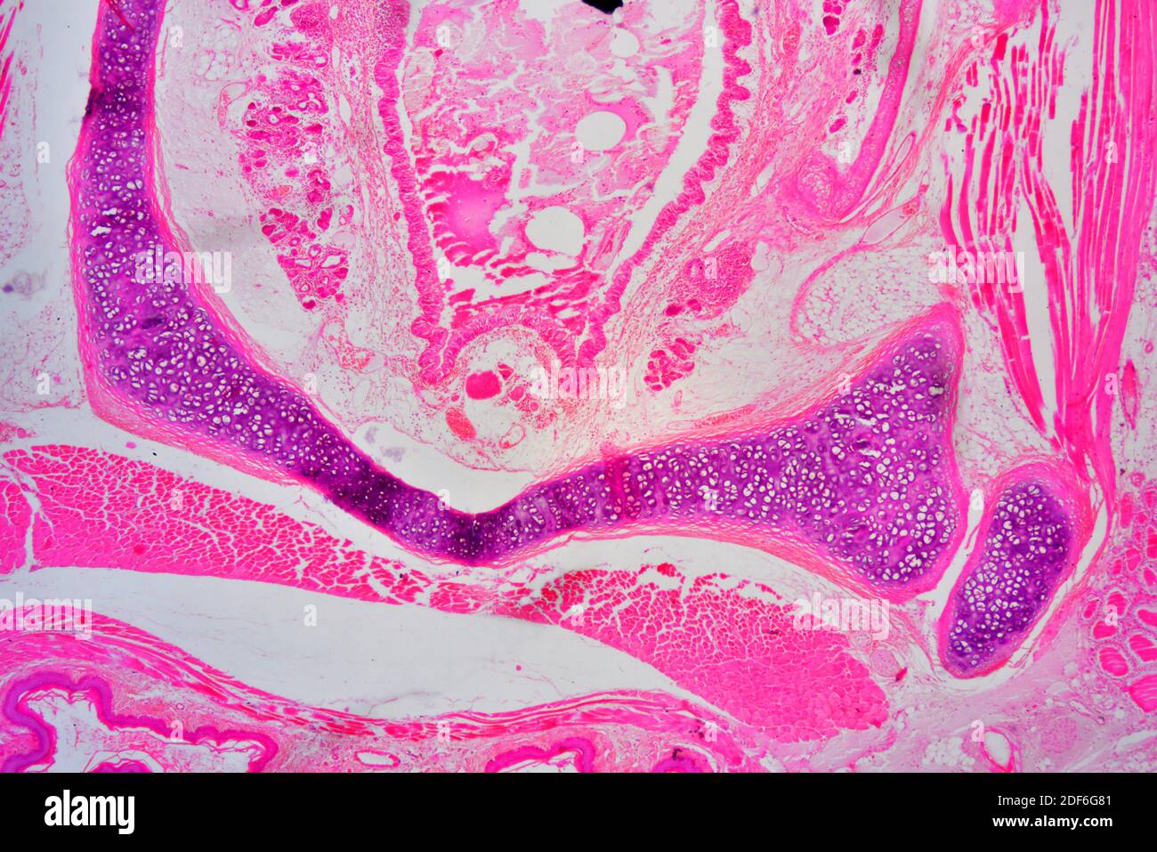 Section transversale de la trachée ou du déflecteur d'air. Microscope ...