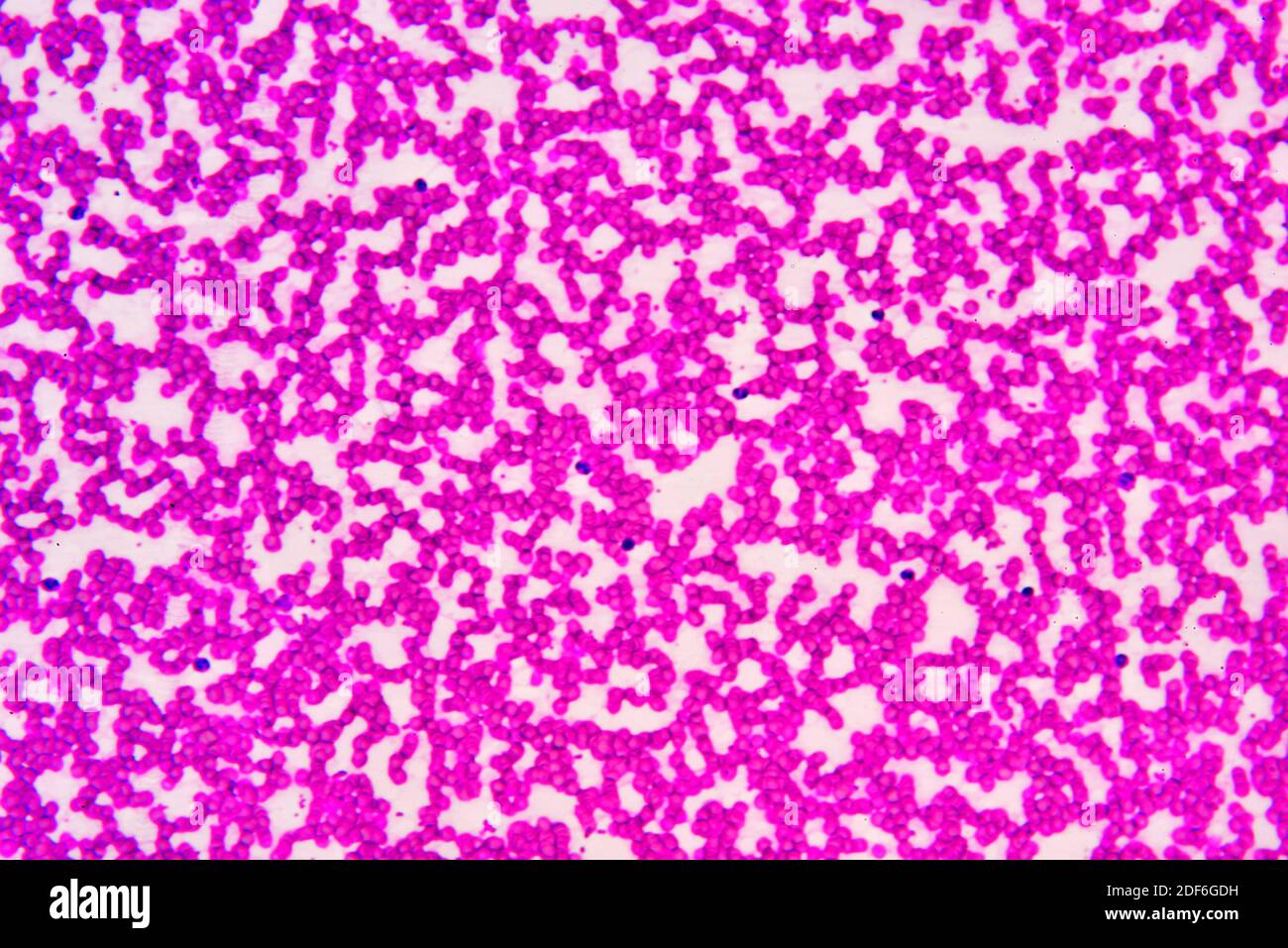 White blood cell microscope Banque de photographies et d’images à haute ...