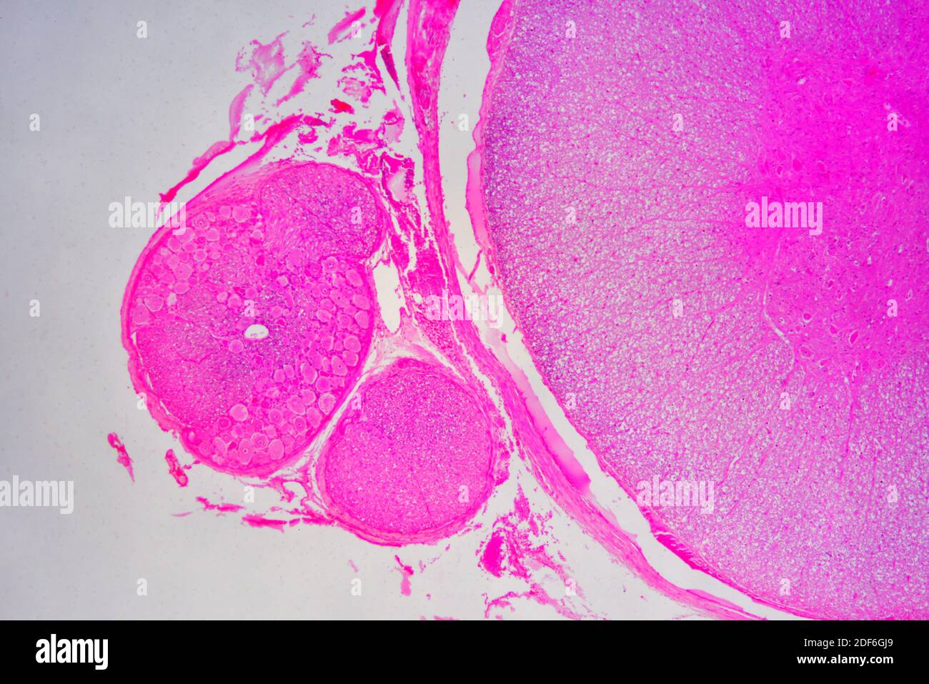 Colonne Vertébrale Et Système Nerveux Banque d'image et photos - Alamy