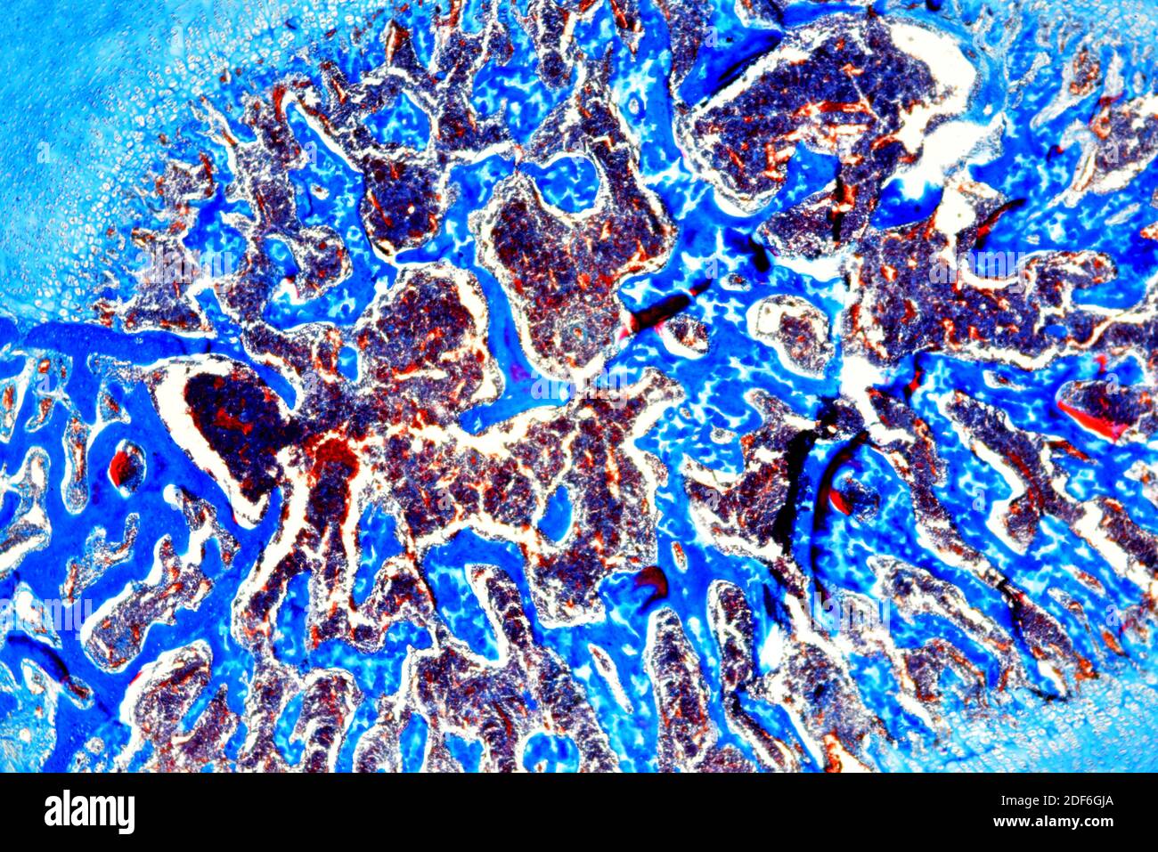 Os Spongieux Banque d'image et photos - Alamy