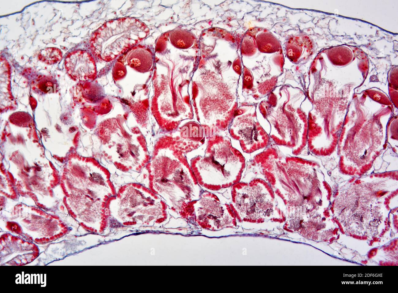 Escargot romain (Helix pomatia), hermaphrodite (ovotestis). Microscope ...