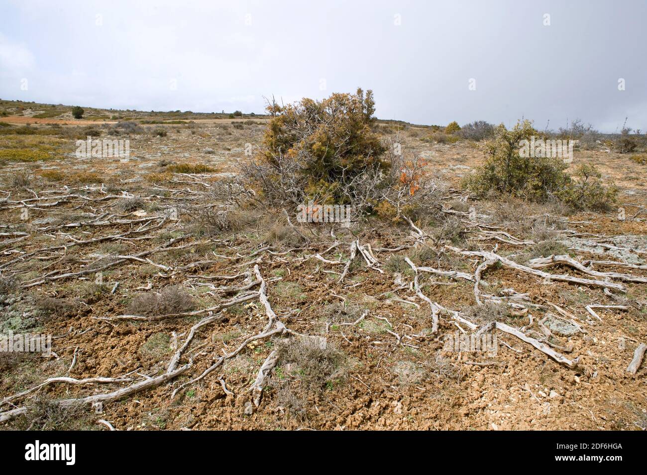 Le Cade geniper (Juniperus oxycedrus microcarpa) est un arbuste ou un ...