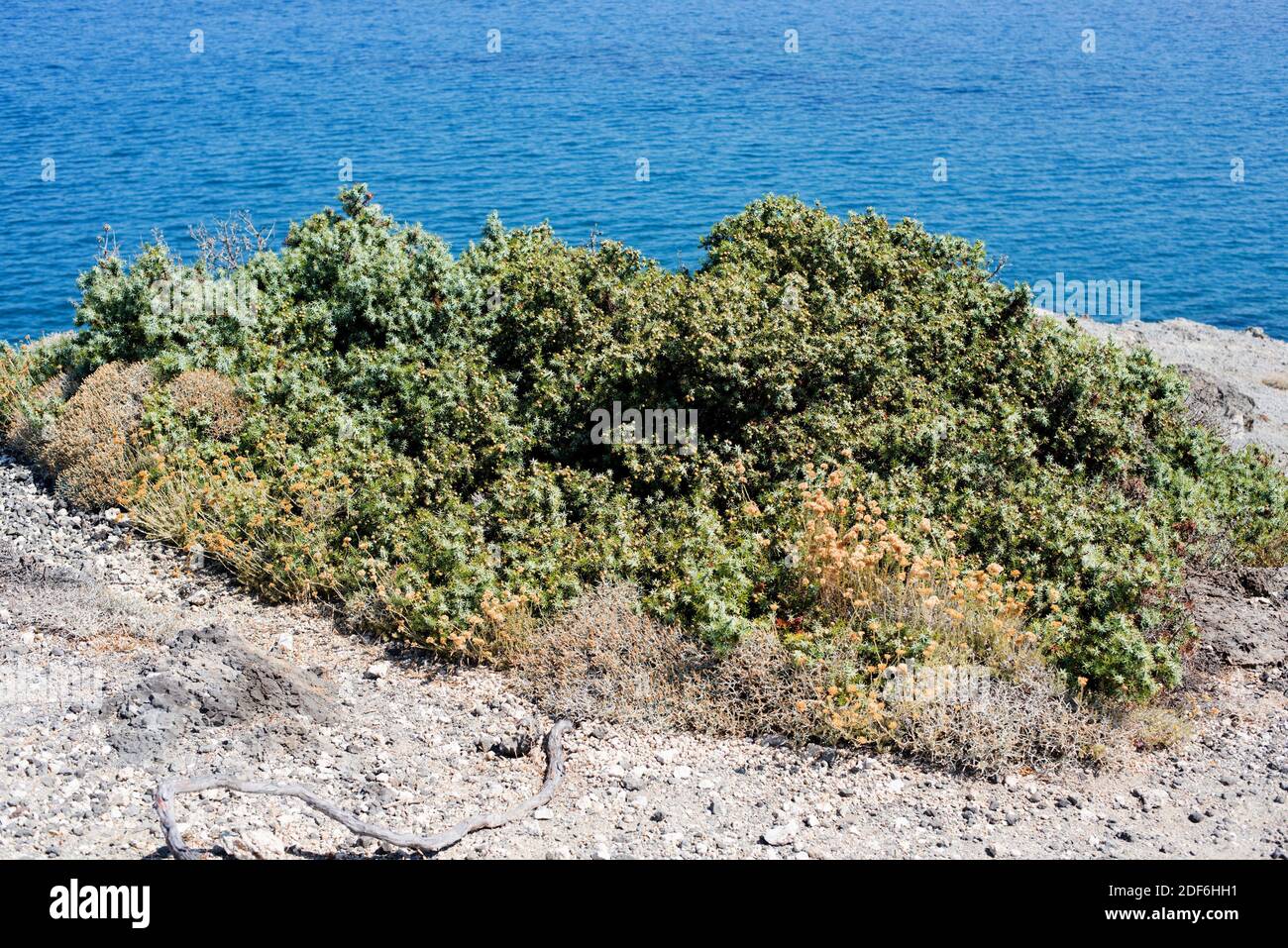 Le Cade geniper (Juniperus oxycedrus microcarpa) est un arbuste ou un ...