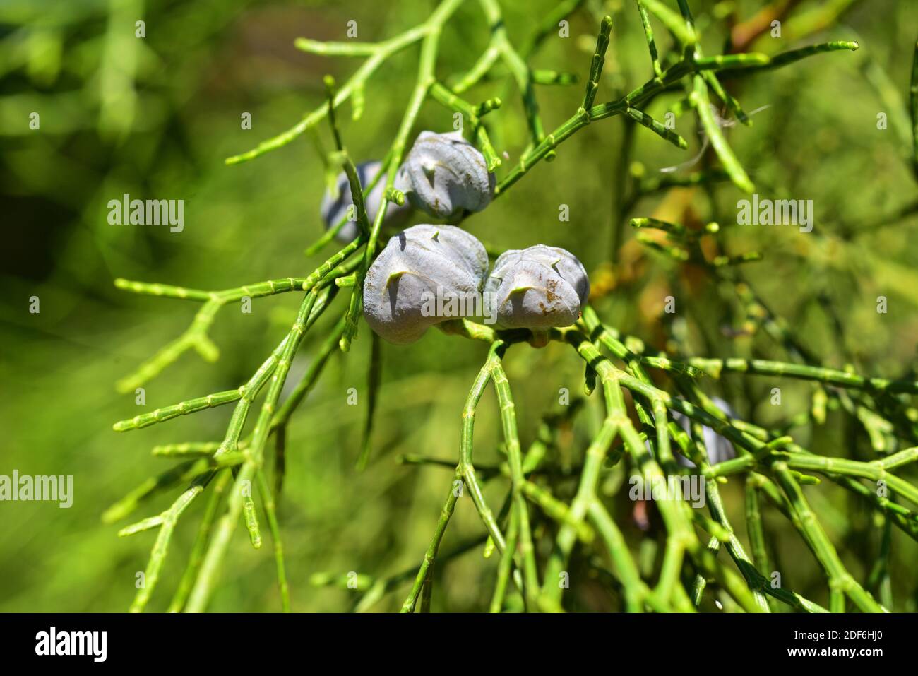 Thuja articulata Banque de photographies et d’images à haute résolution ...