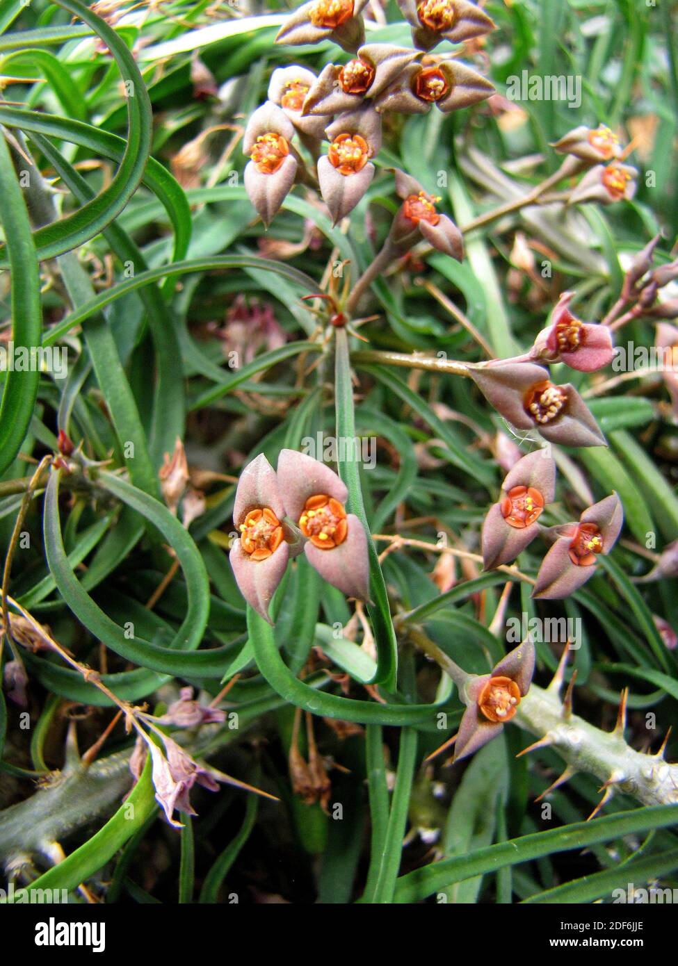 Euphorbiaceae Madagascar Banque d'image et photos - Alamy