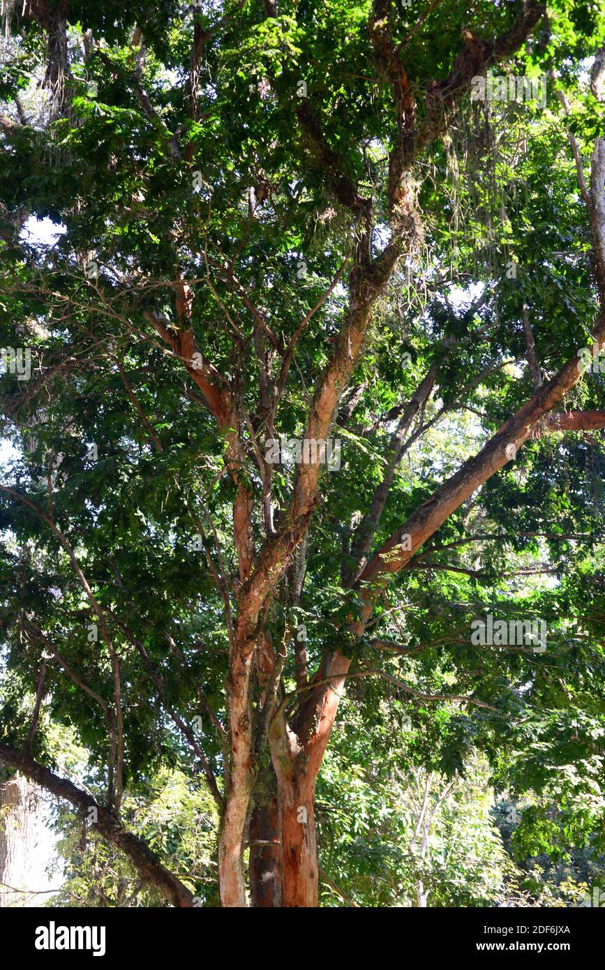 Brazilwood tree national tree brazil Banque de photographies et d ...