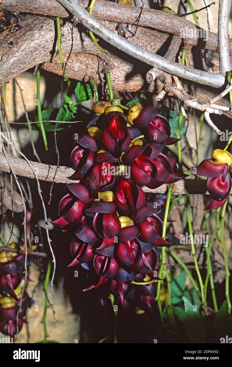 Mucuna sempervirens Banque de photographies et d’images à haute résolution - Alamy