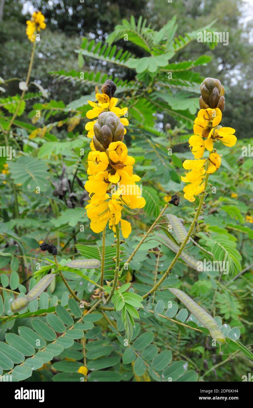 Cassia didymobotrya Banque de photographies et d’images à haute ...