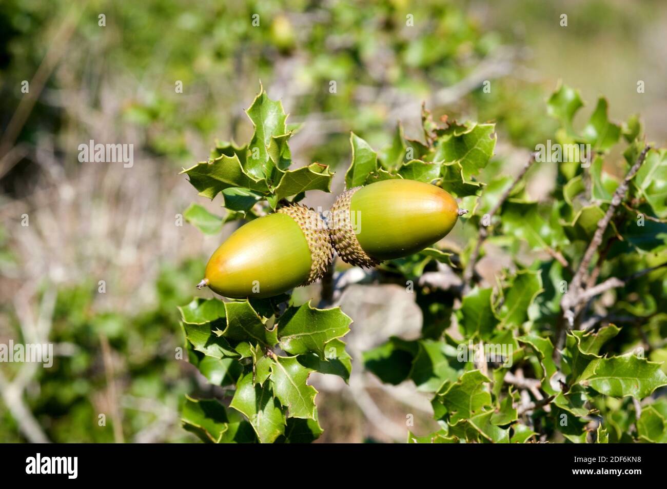 Quercus coccifera Banque de photographies et d’images à haute ...