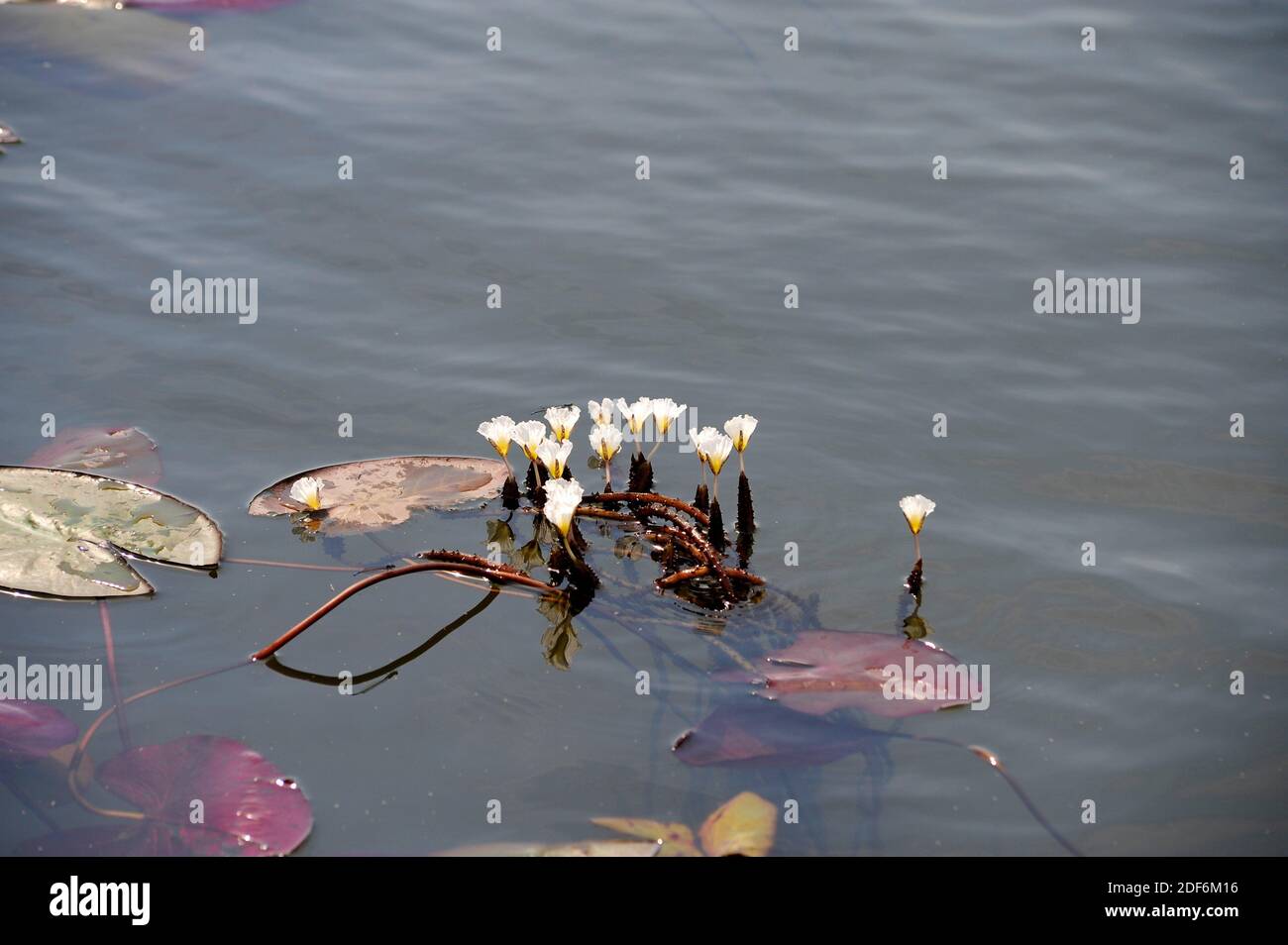 Parc national du delta Banque de photographies et d’images à haute ...