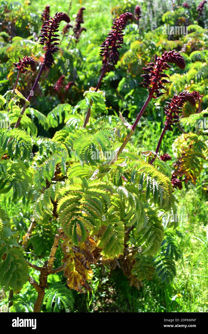 Fleur afrique Banque de photographies et d’images à haute résolution ...