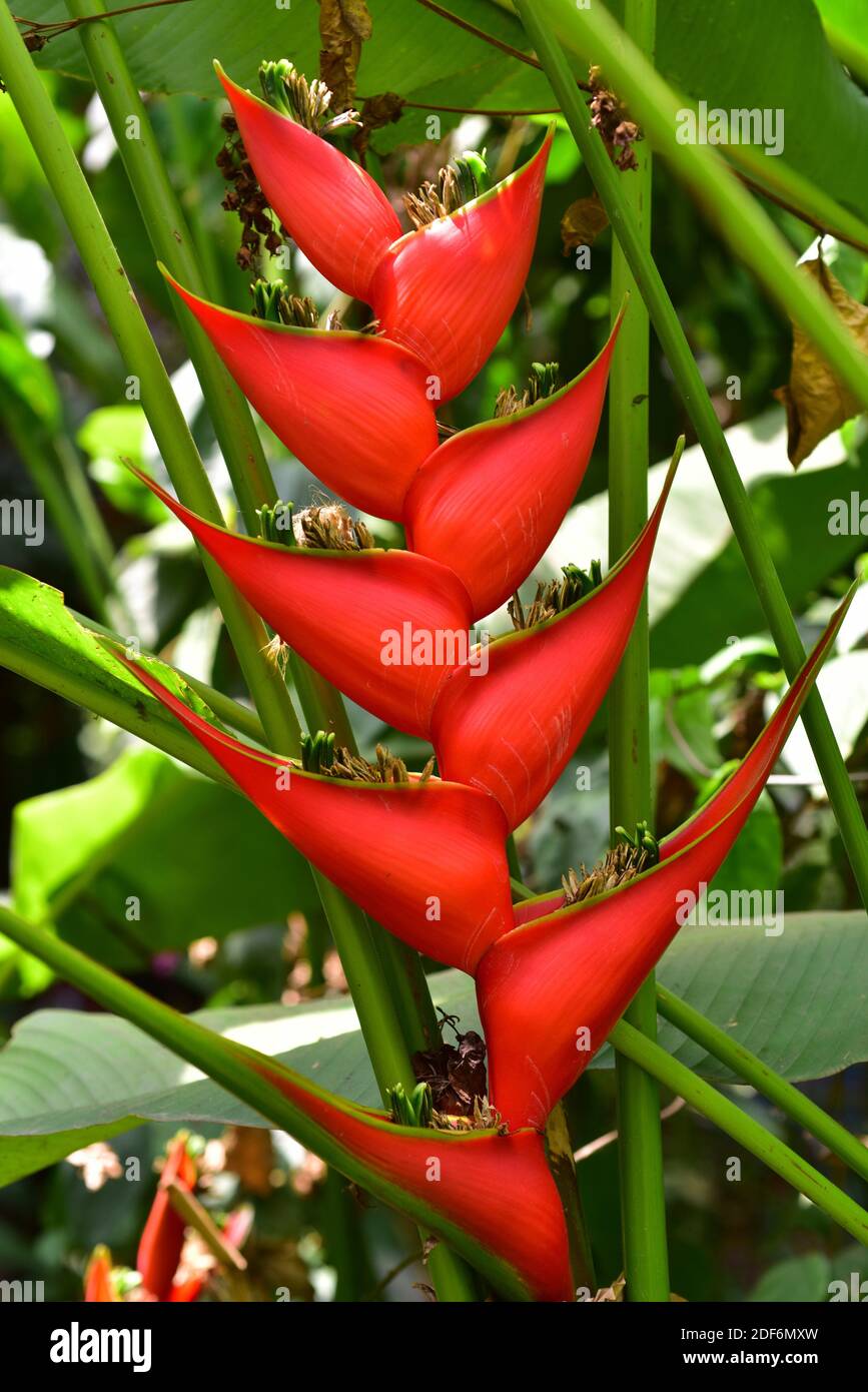 Plante rouge Banque de photographies et d’images à haute résolution - Alamy
