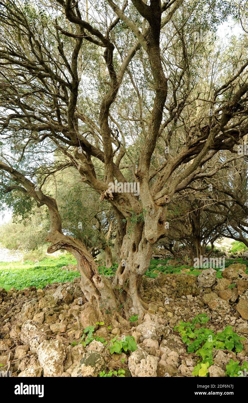 Wild olive olea europaea sylvestris Banque de photographies et d’images ...