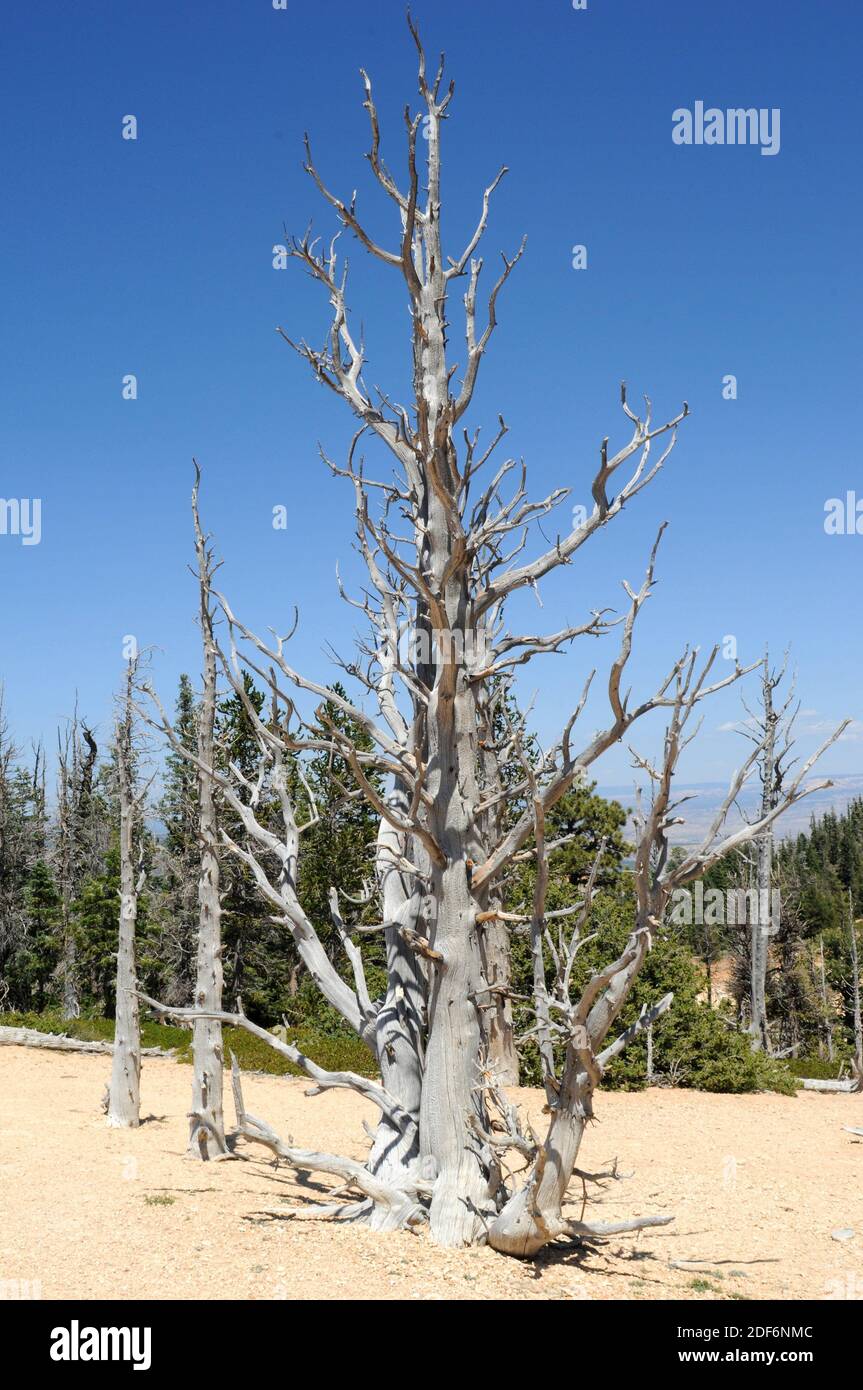 Pin bristlecone pinus longaeva Banque de photographies et d’images à ...