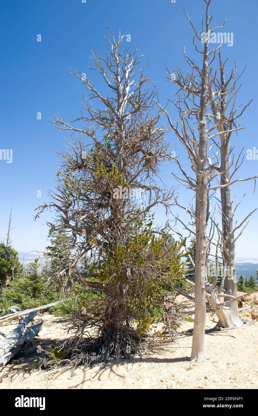 Le pin de Bristlecone du grand bassin (Pinus longaeva) est un conifères ...