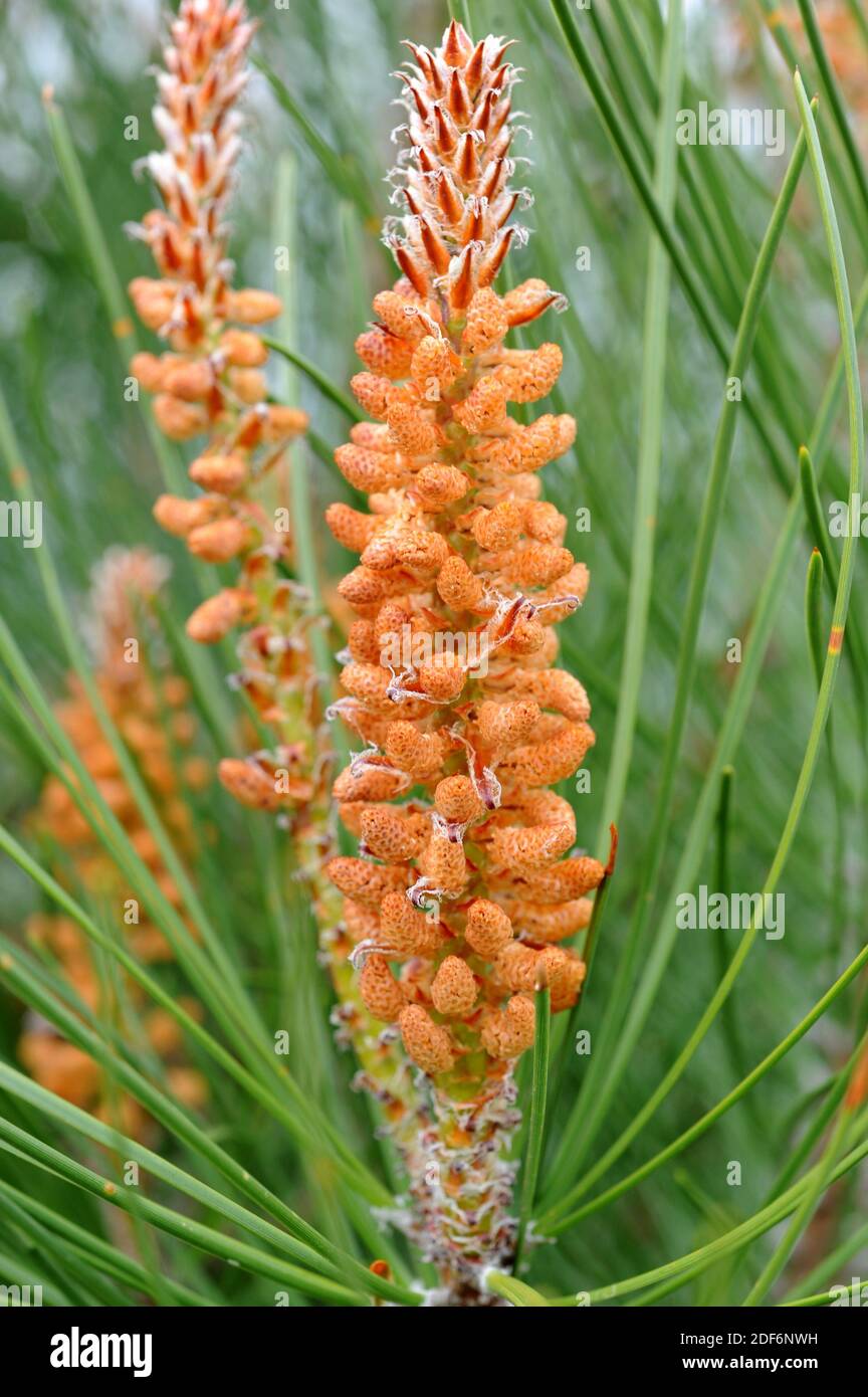 Pinus pinaster male flowers Banque de photographies et d’images à haute ...