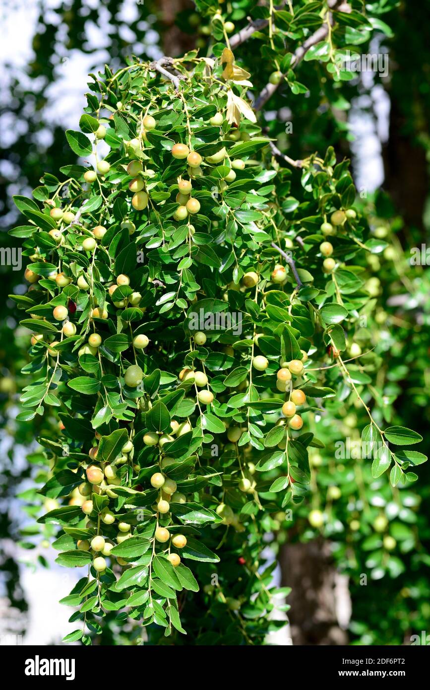 Fruit rouge dans un arbre Banque de photographies et d’images à haute ...