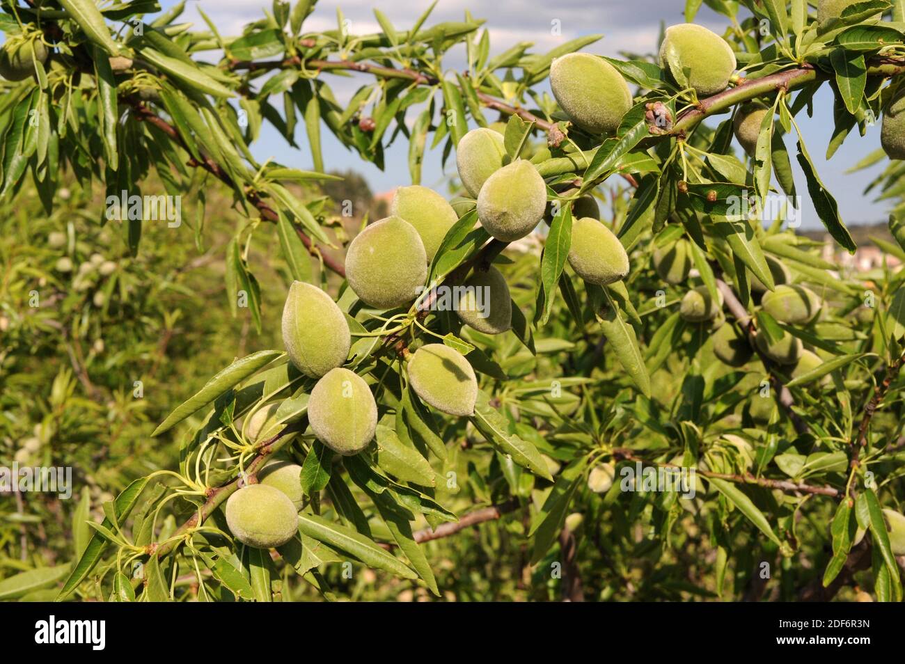 Indian almond tree Banque de photographies et d’images à haute ...