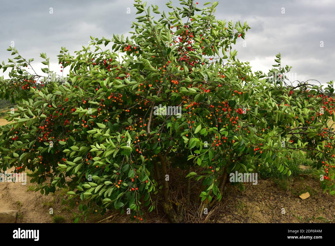 Cerise, prunus cerasus Banque de photographies et d’images à haute ...