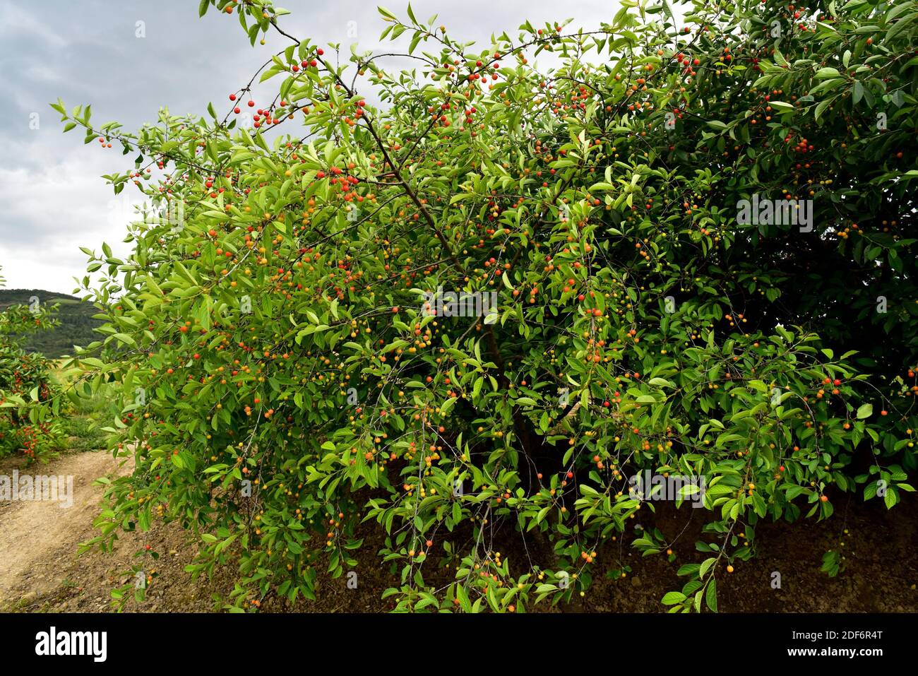 La cerise aigre (Prunus cerasus) est un arbuste à feuilles caduques ...