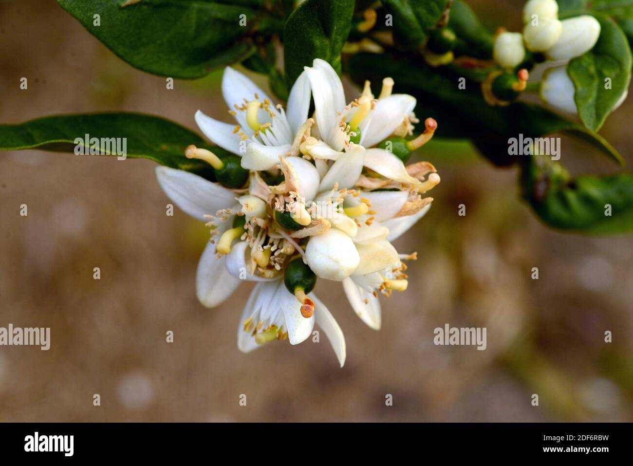 Orange plant citrus x sinensis fruits Banque de photographies et d ...