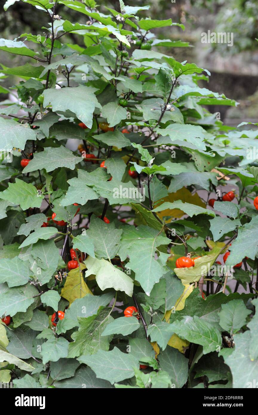 Baie comestible rouge Banque de photographies et d’images à haute ...