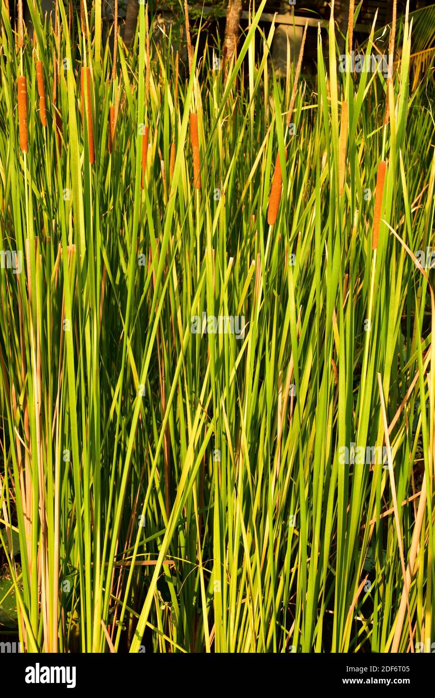 Typha angustifolia Banque de photographies et d’images à haute ...