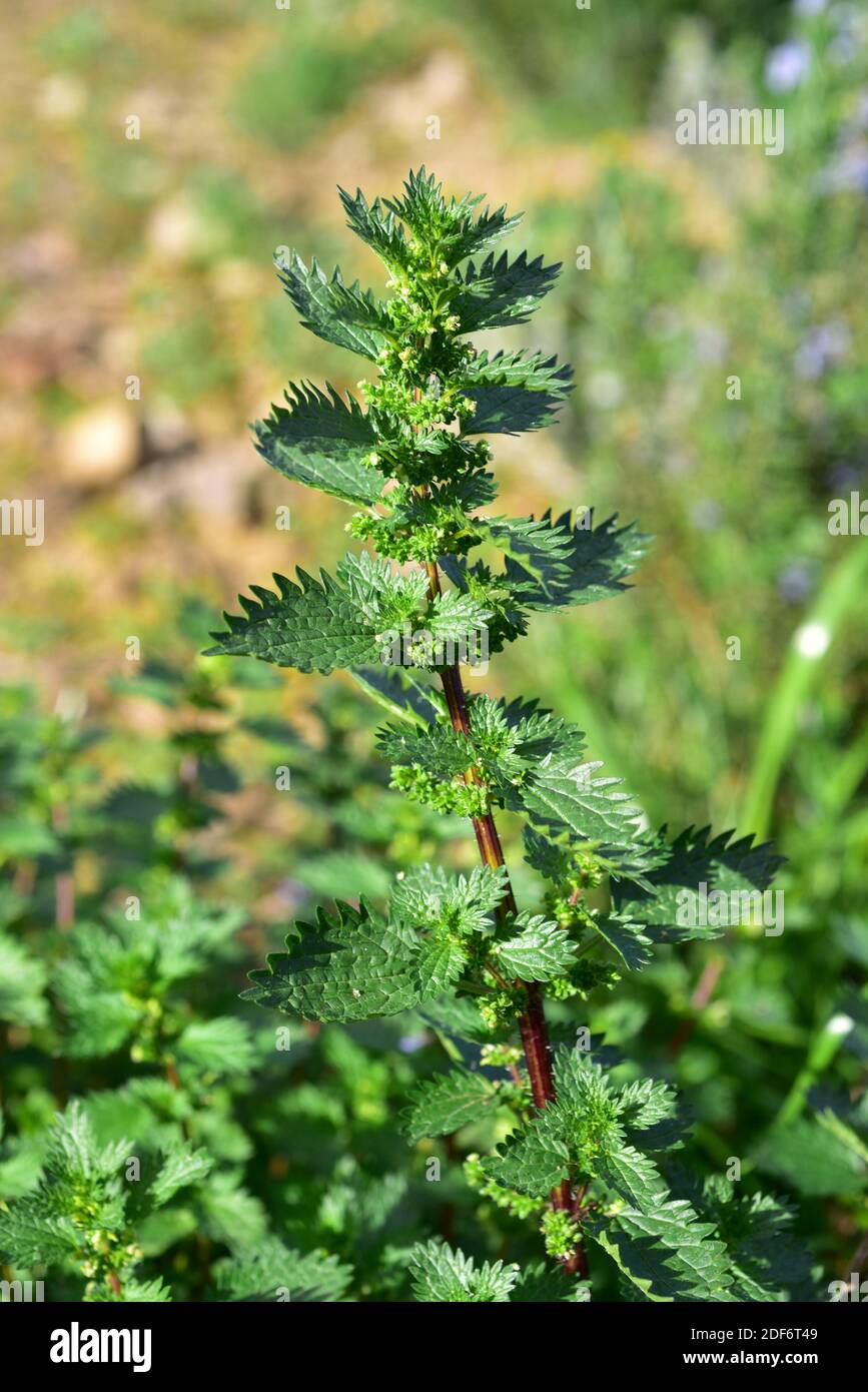 Ortie annuelle Banque de photographies et d’images à haute résolution ...